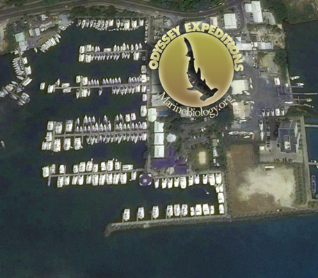 Odyssey Expeditions Tropical Marine Biology Adventure Voyages